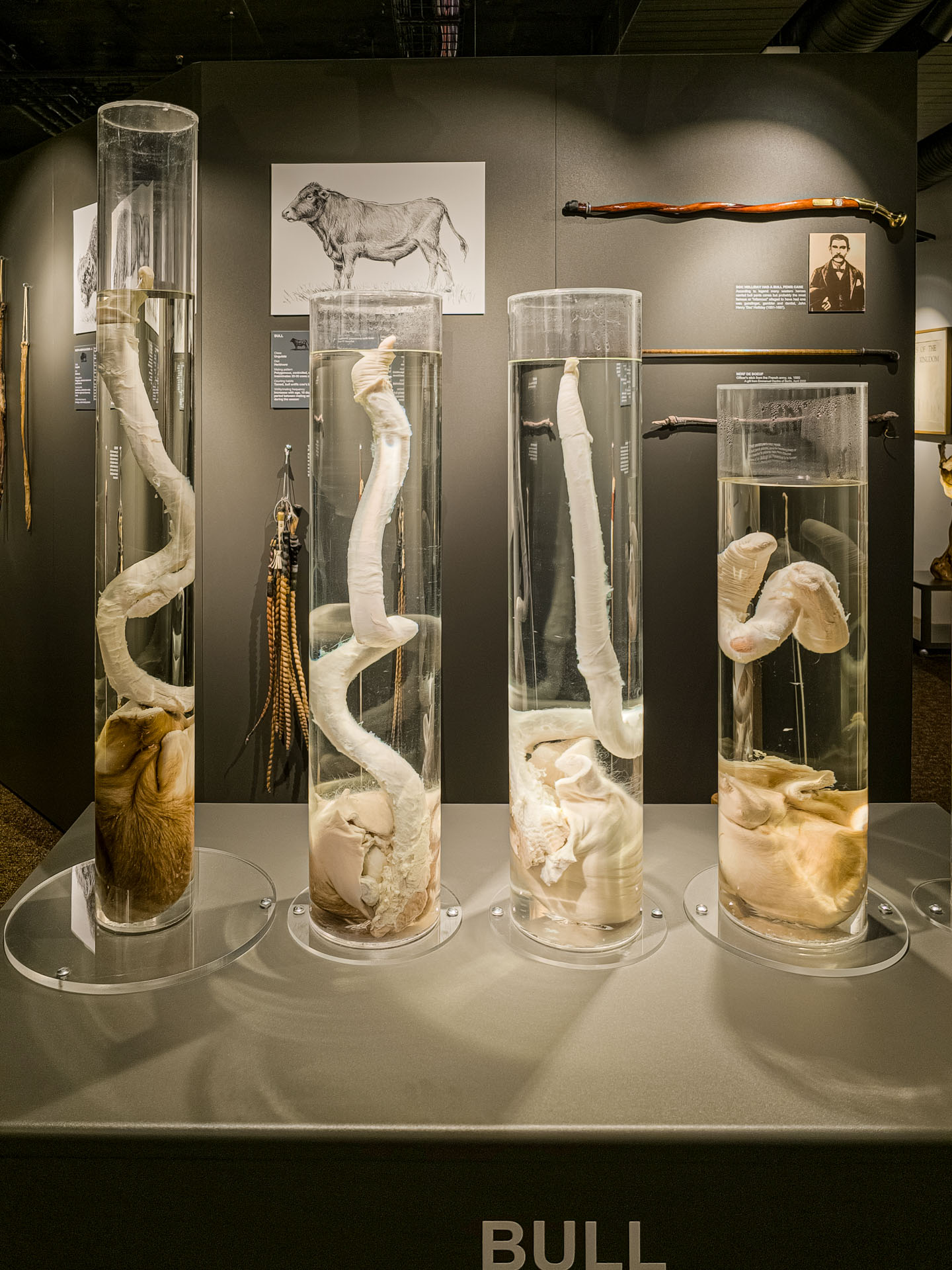 Icelandic Phallological Museum in Reykjavik | Unique things to do in ...