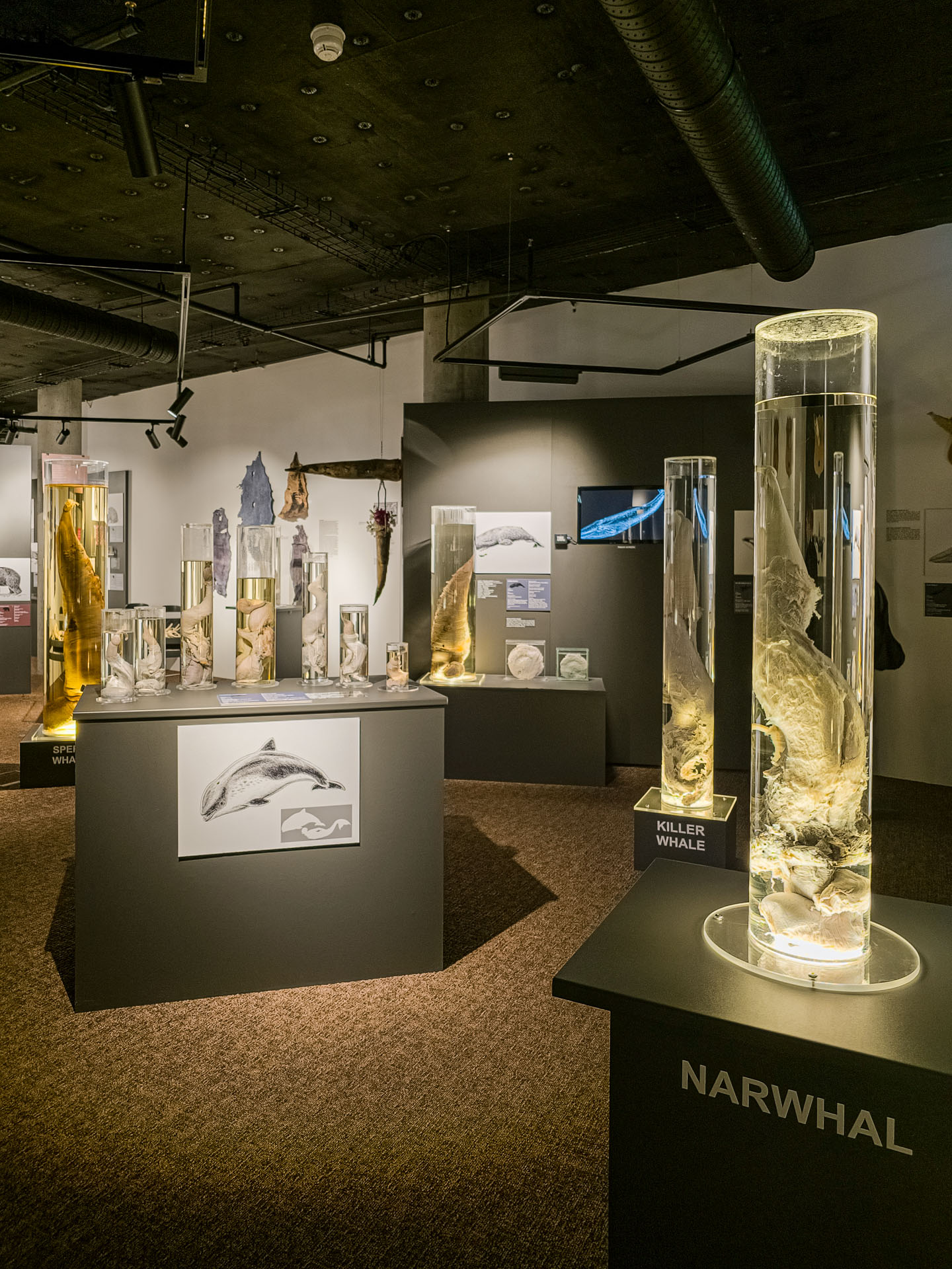 Icelandic Phallological Museum in Reykjavik | Unique things to do in ...